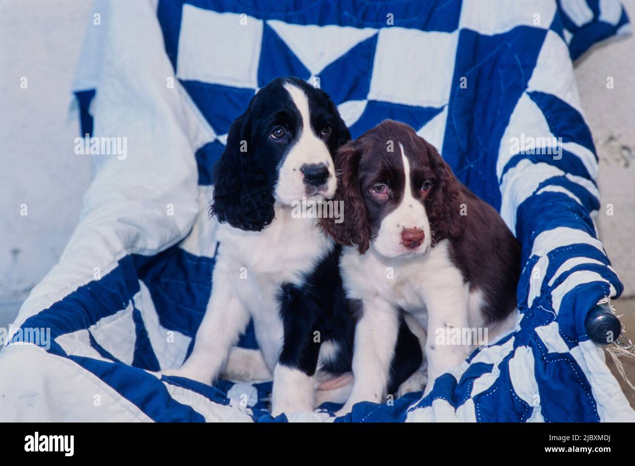Two English springer spaniels sitting on a blue and white chair Stock ...