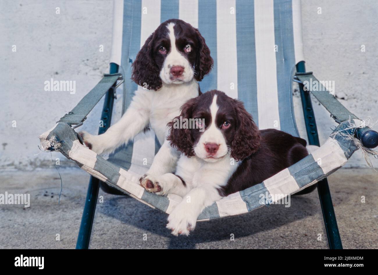 Two English springer spaniels sitting on a blue and white chair Stock ...