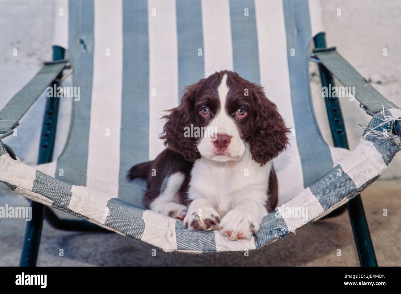 An English springer spaniel laying on a blue and white chair Stock ...