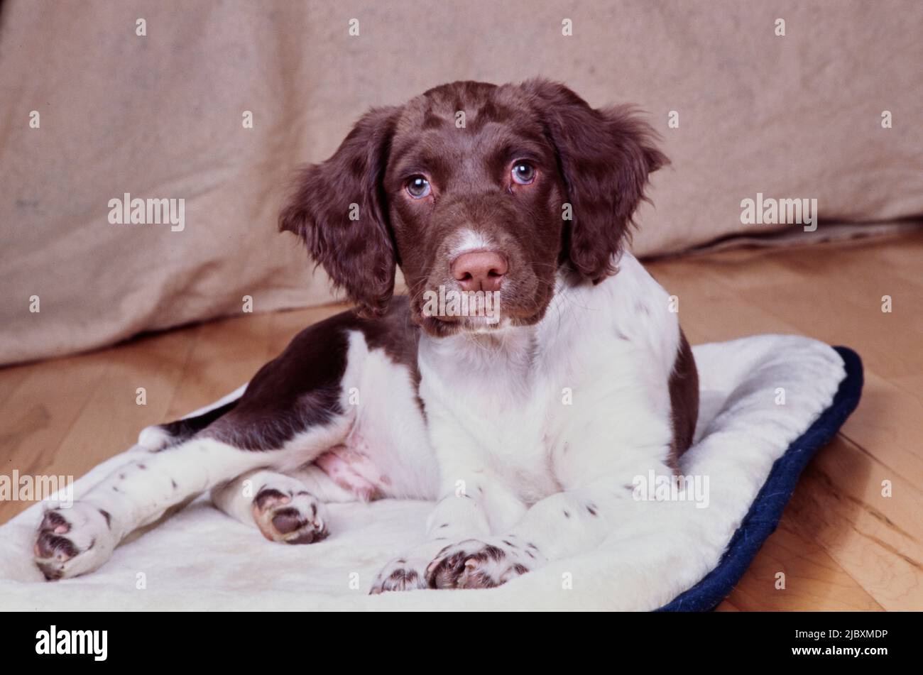 English spinger spaniel hi-res stock photography and images - Alamy