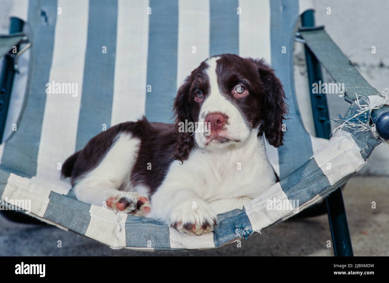 English spinger spaniel hi-res stock photography and images - Alamy