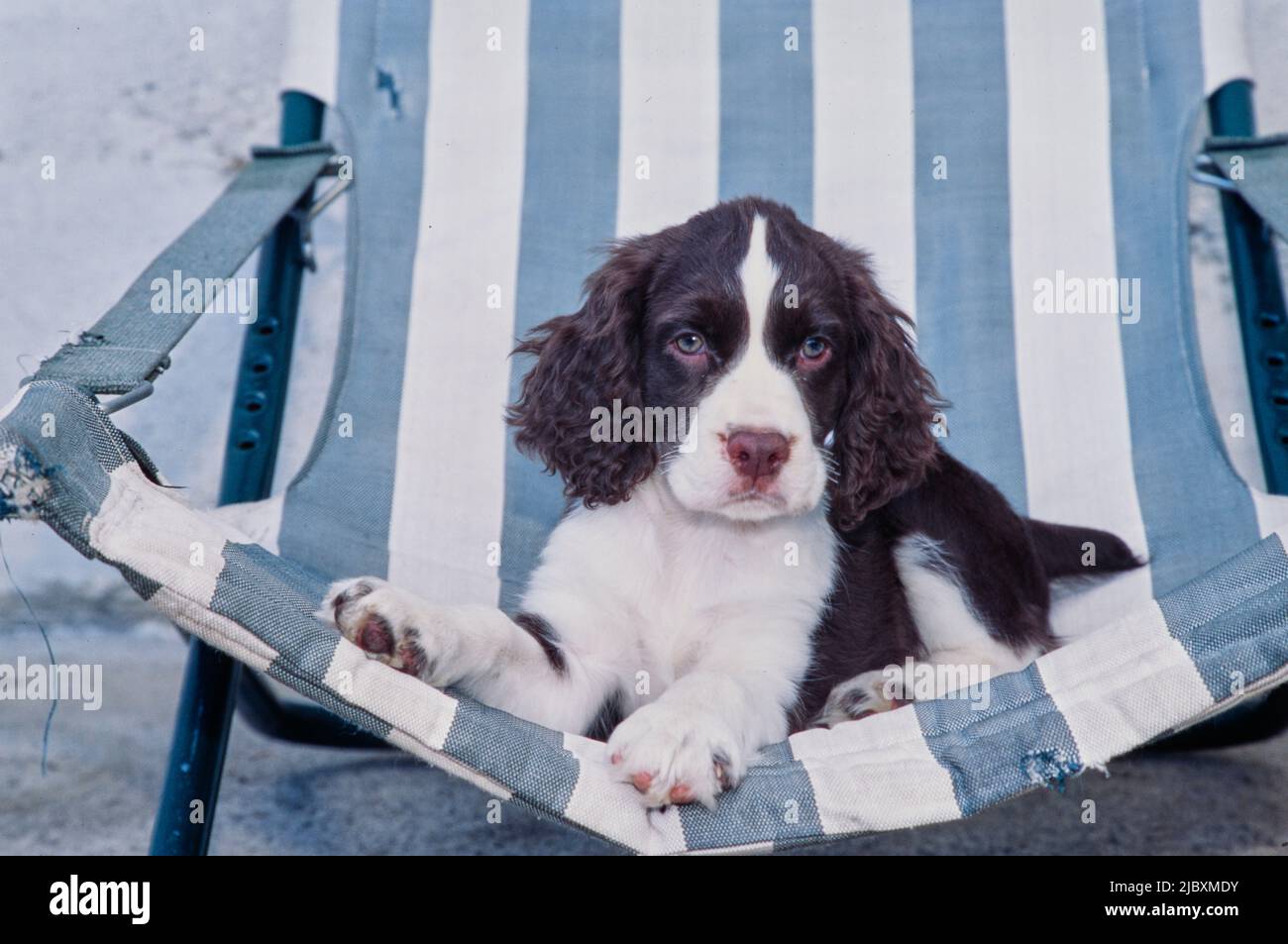 English spinger spaniel hi-res stock photography and images - Alamy