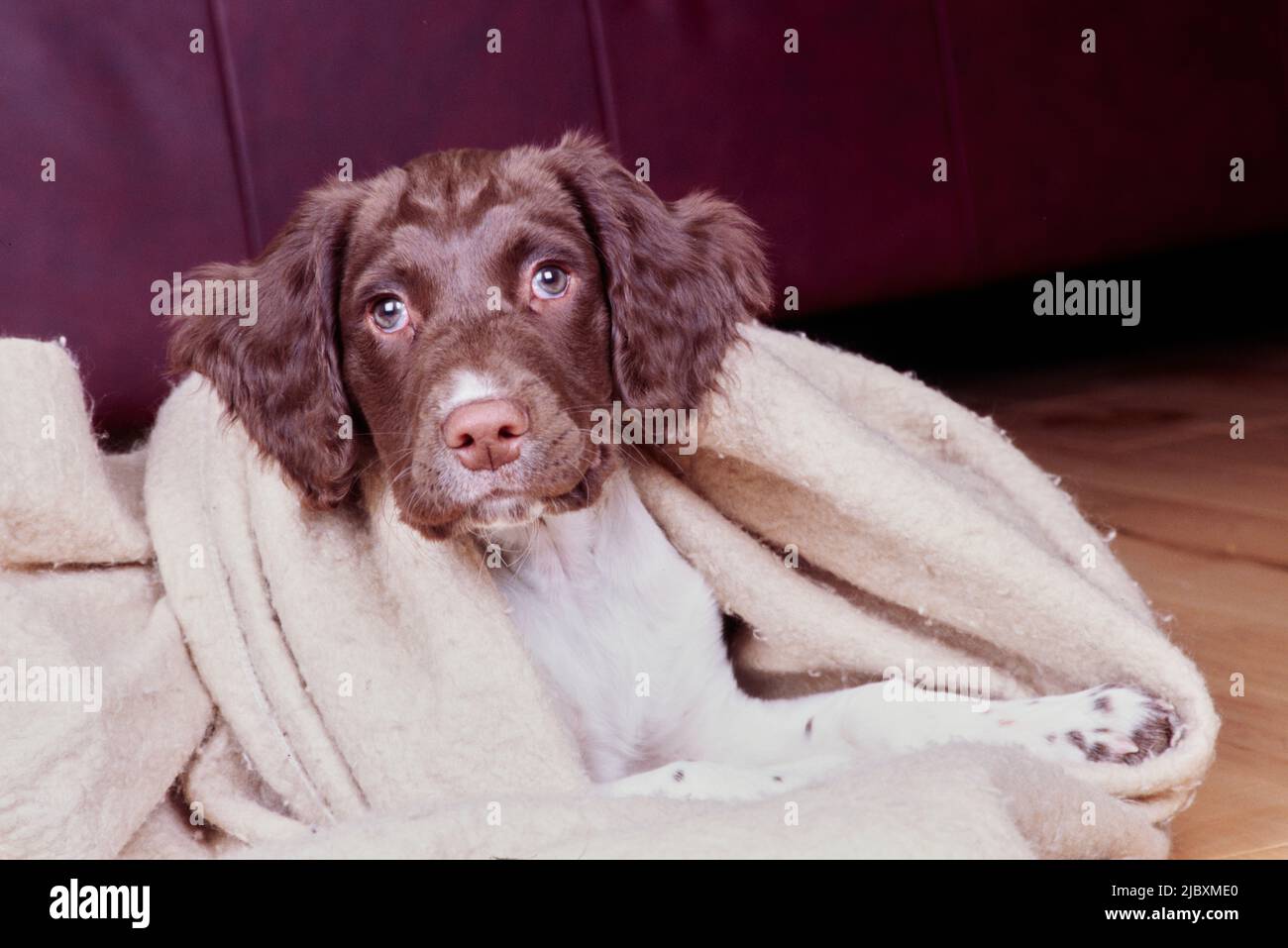 English spinger spaniel hi-res stock photography and images - Alamy