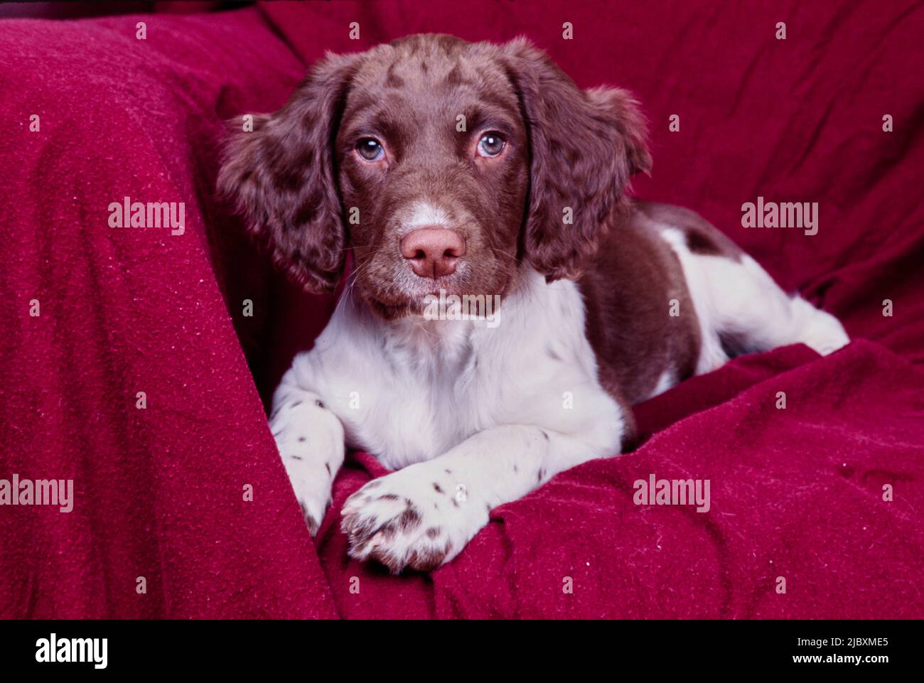 An English springer spaniel laying on a chair draped in a red cloth ...