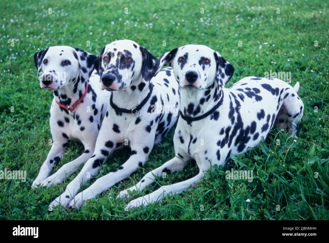 Three dalmatians in grass Stock Photo - Alamy