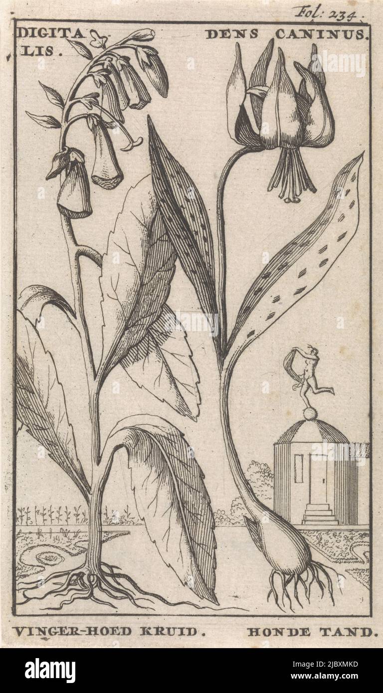 Dens caninus hi-res stock photography and images - Alamy