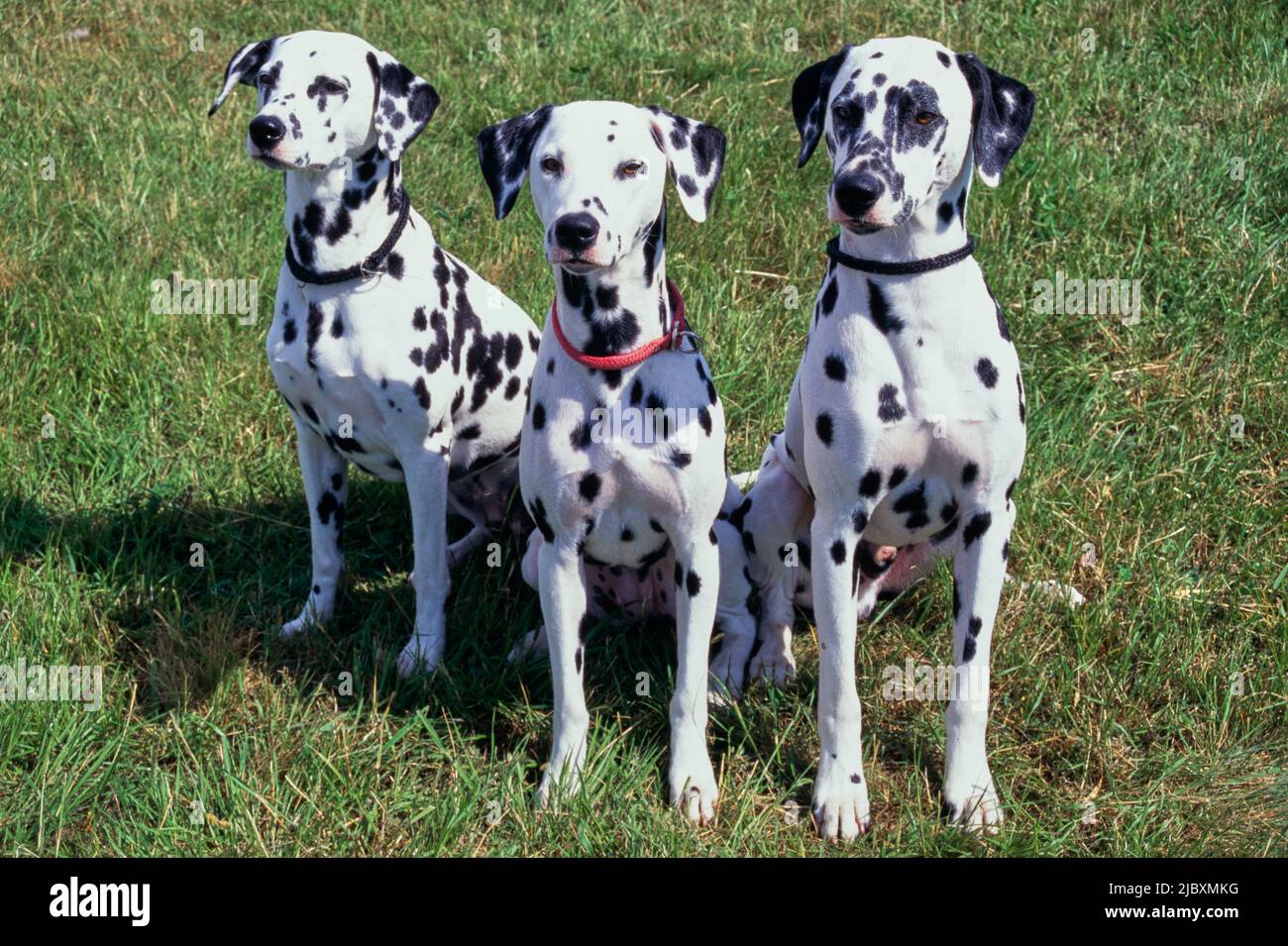 Three dalmatians in grass Stock Photo - Alamy