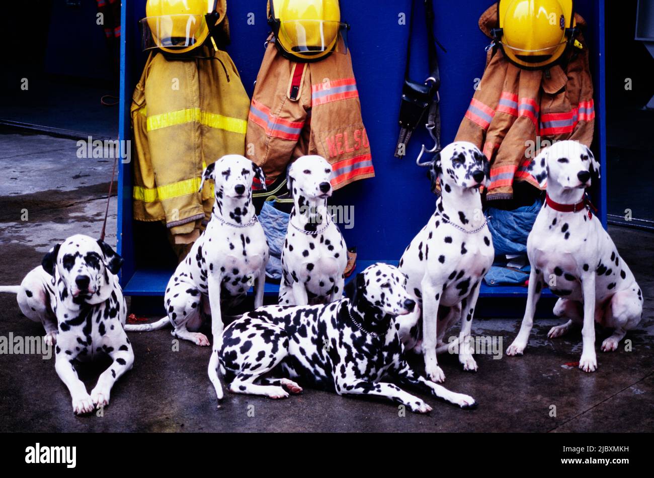 Several dalmatians sitting in front of firefighter gear Stock Photo - Alamy