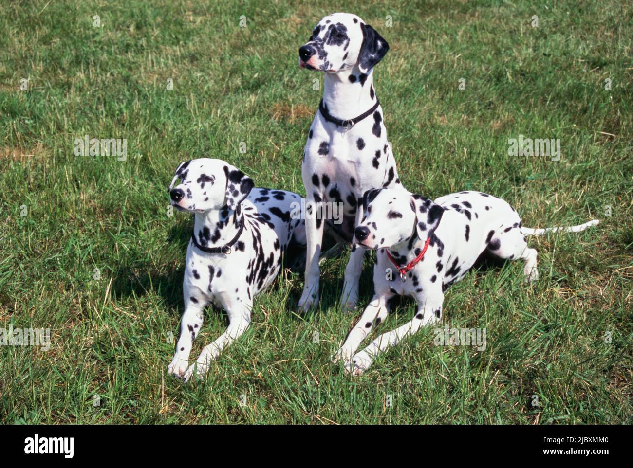 Three dalmatians in grass Stock Photo - Alamy