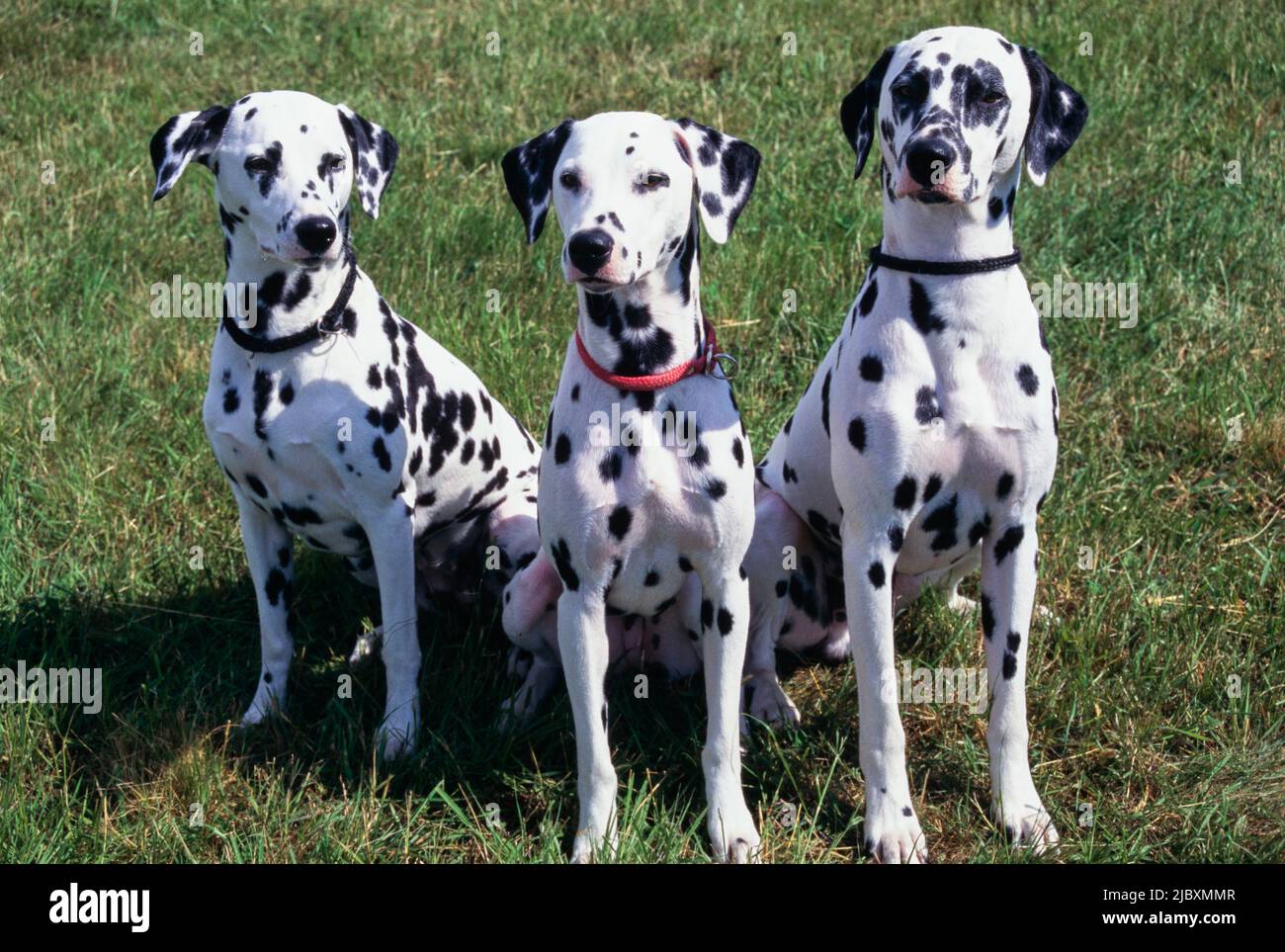 Three dalmatians in grass Stock Photo - Alamy