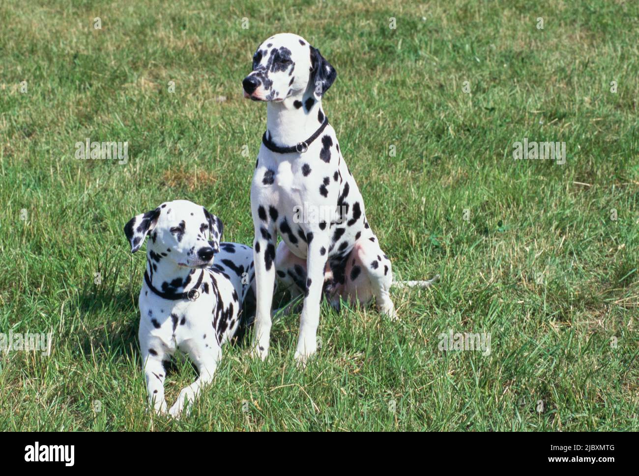 Two dalmatians in grass Stock Photo - Alamy