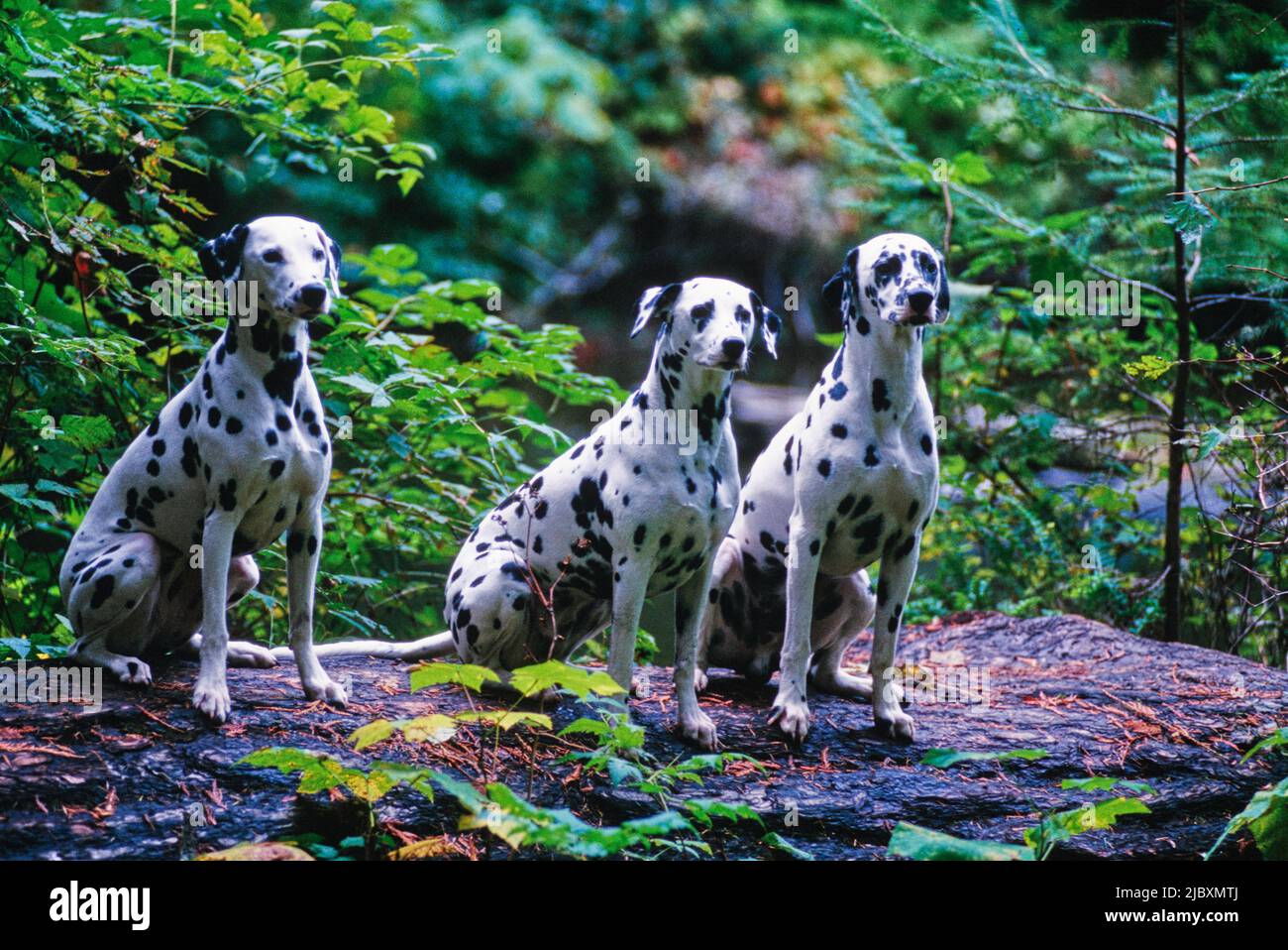 Three dalmatians sitting on a large rock surrounded by greenery Stock ...