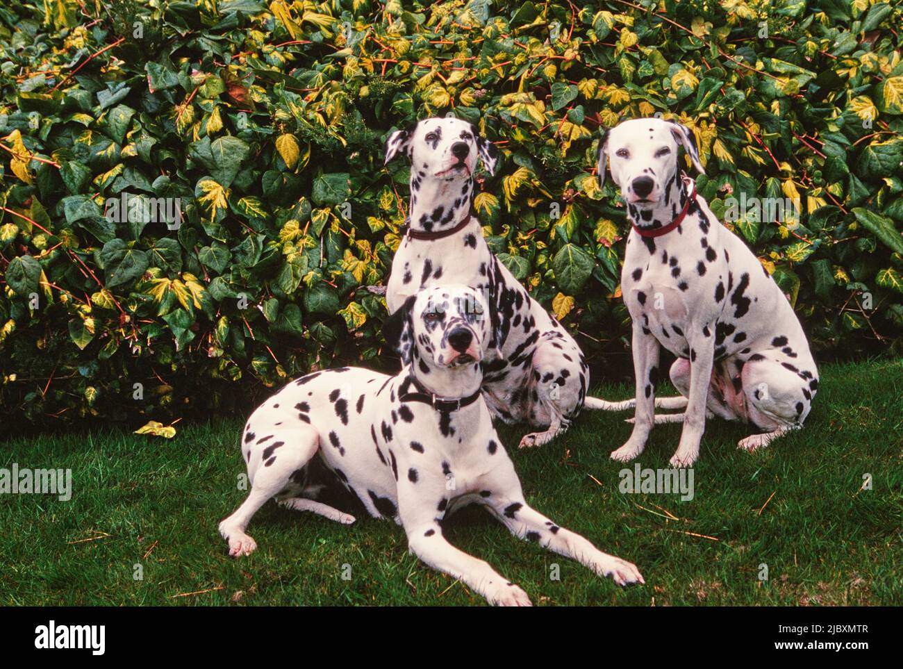 Three dalmatians sitting in front of a hedge Stock Photo - Alamy