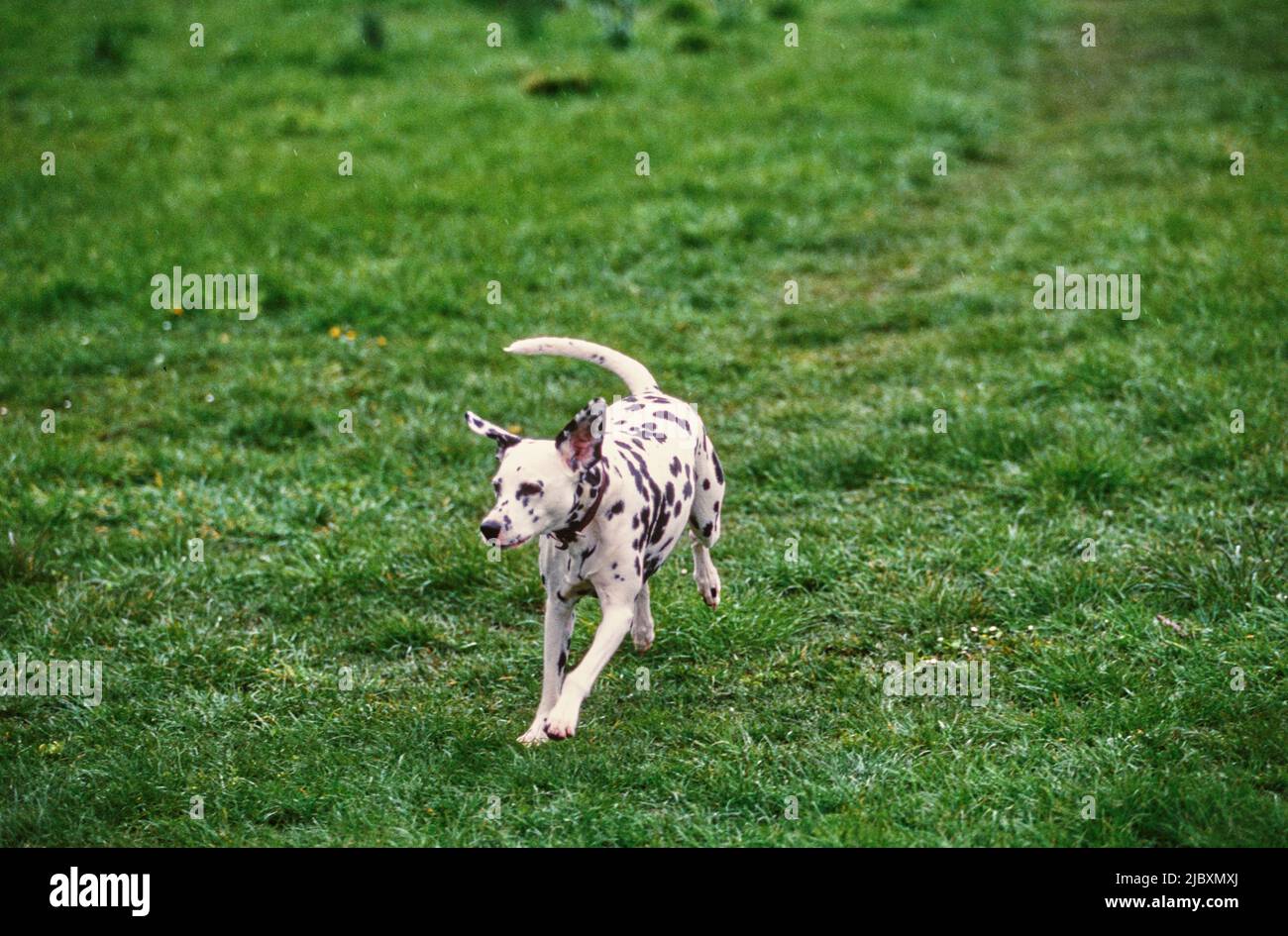 Running dalmatian hi-res stock photography and images - Alamy