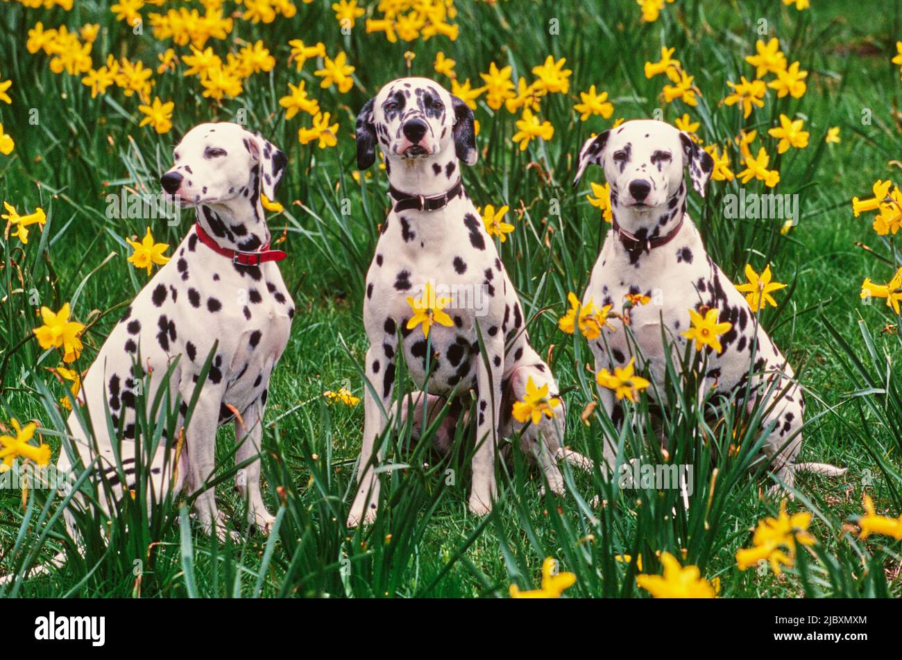 Three dalmatians sitting in a field of daffodils Stock Photo - Alamy