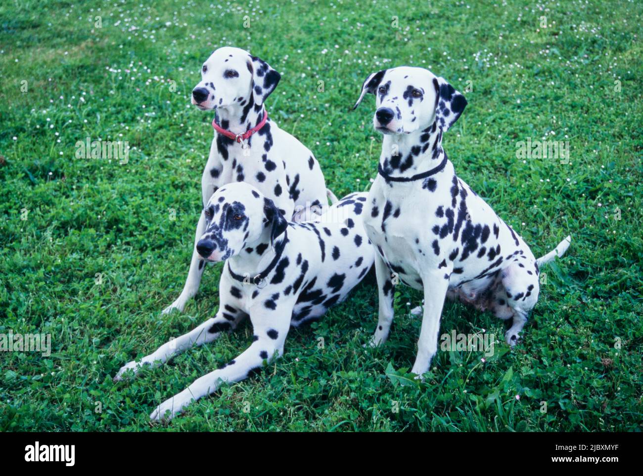 Three dalmatians in grass Stock Photo - Alamy