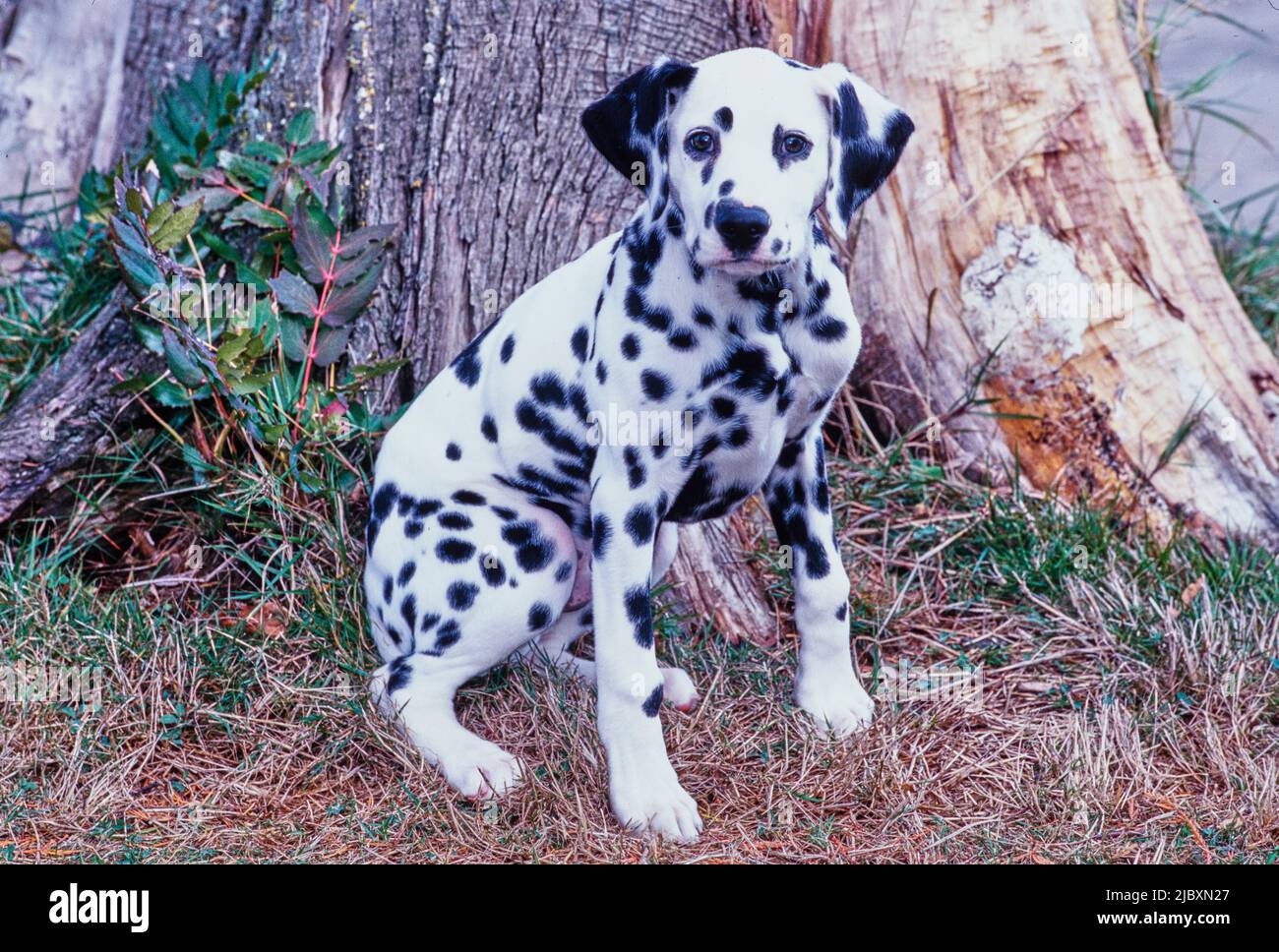 Dalmatian sitting in front of a tree Stock Photo - Alamy