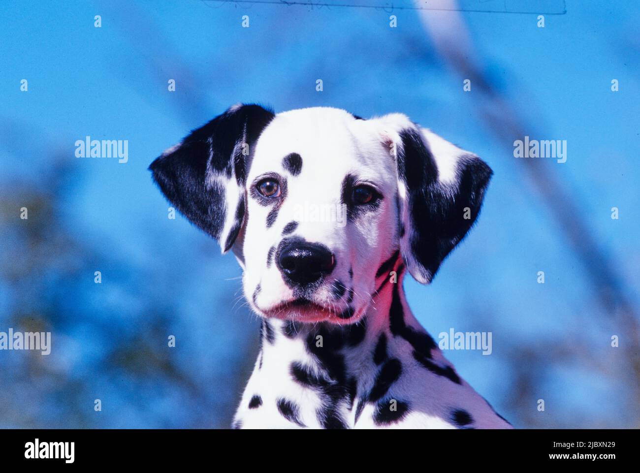 Close-up of a dalmatian's face in front of defocused plants and a blue ...