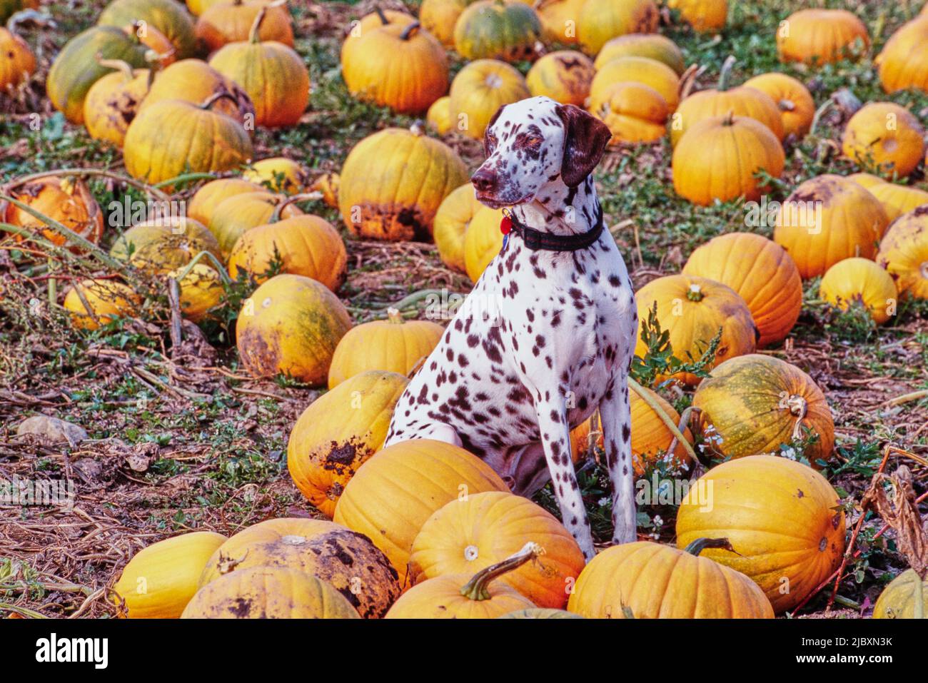 Dalmatian sitting in a pumpkin patch Stock Photo - Alamy