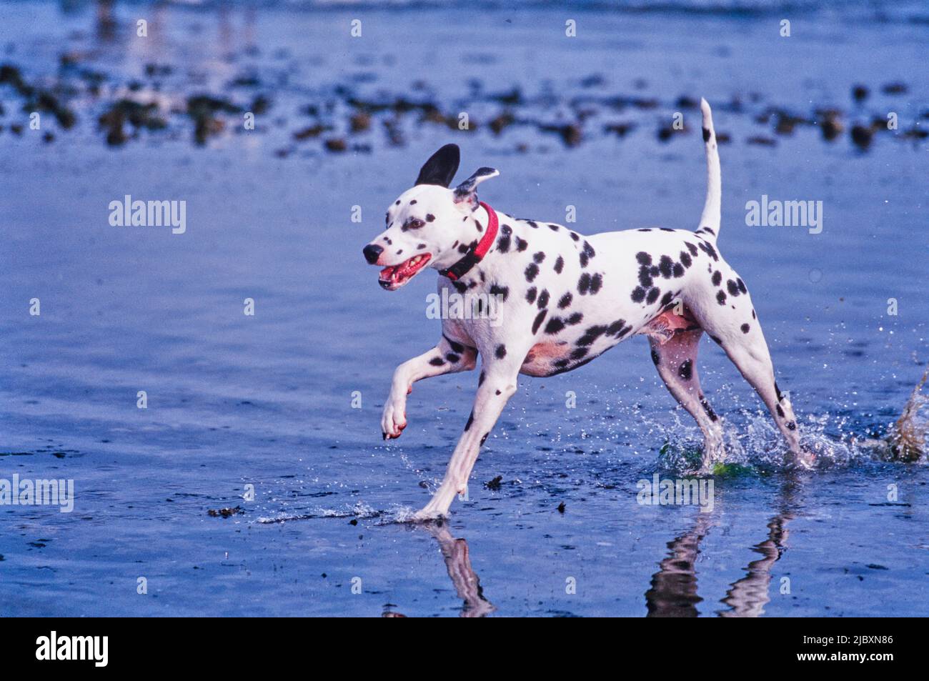 Dalmatian running through water Stock Photo - Alamy