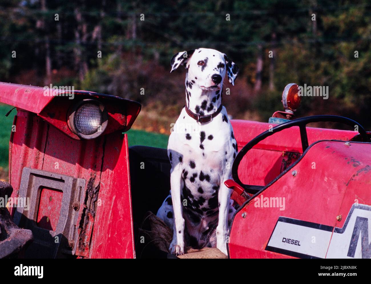 Dog sitting on tractor hi-res stock photography and images - Alamy