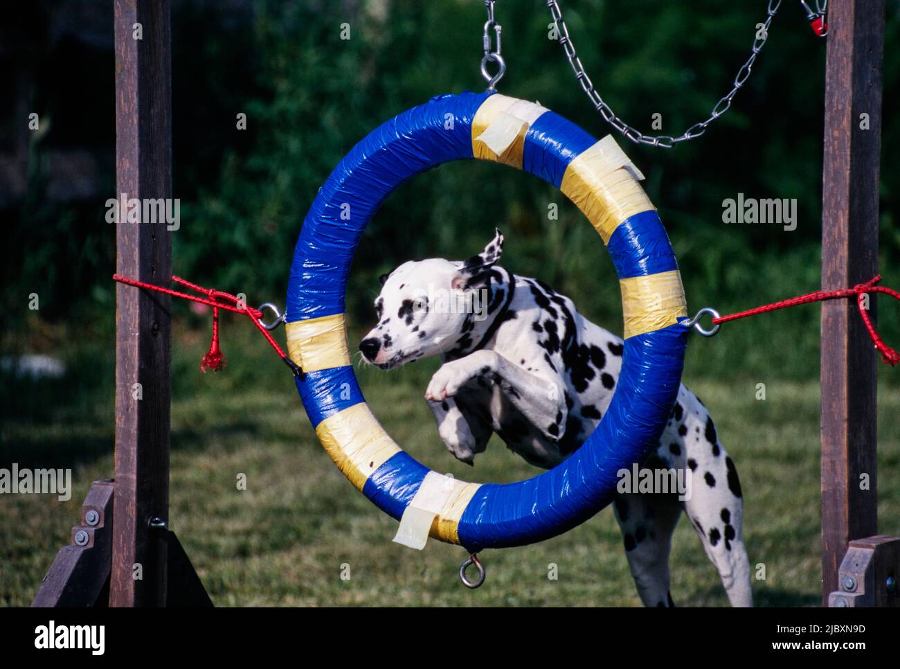 Dog jumps through hoop hi-res stock photography and images - Alamy
