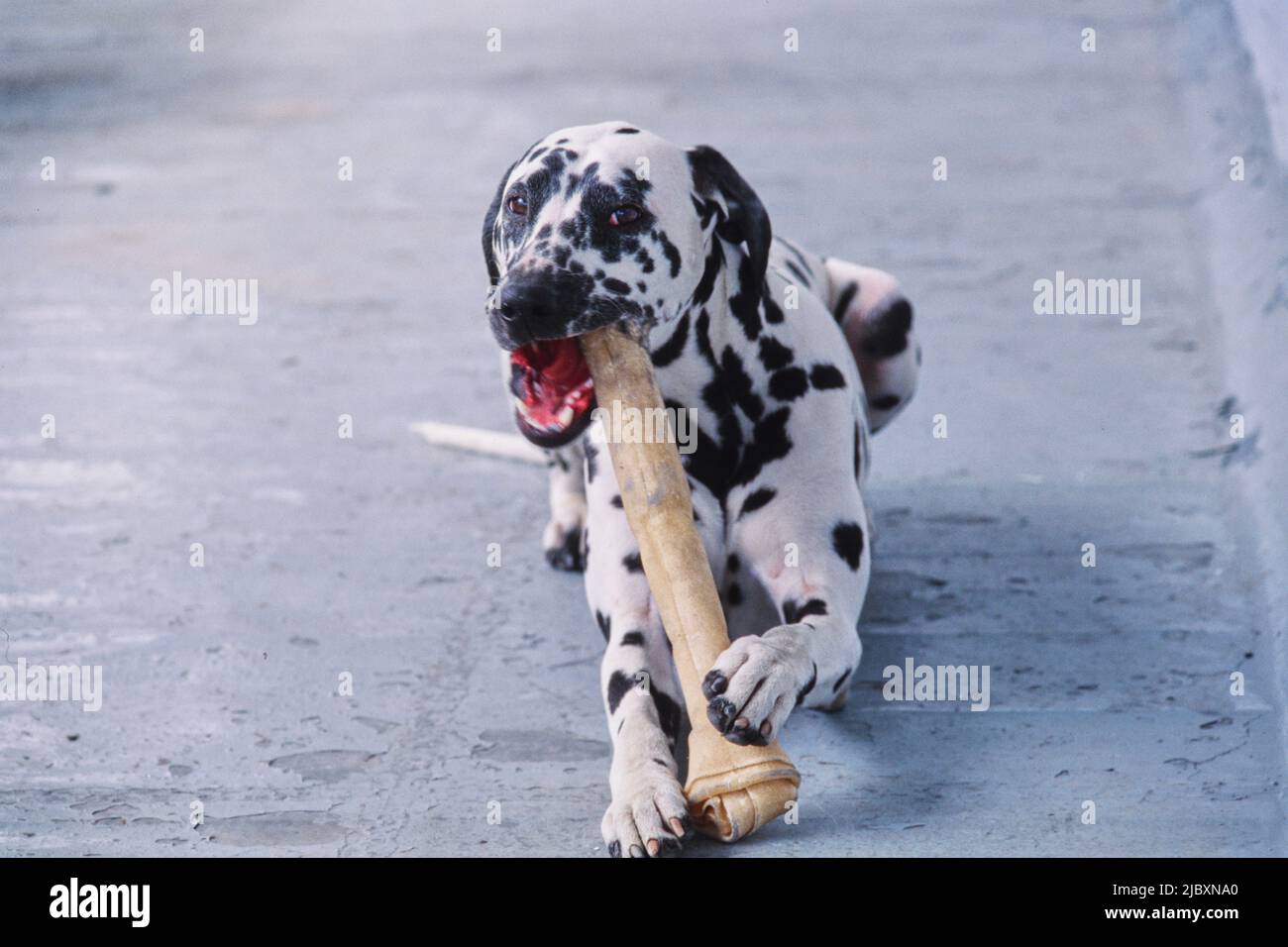 Dalmatian chewing bone Stock Photo - Alamy