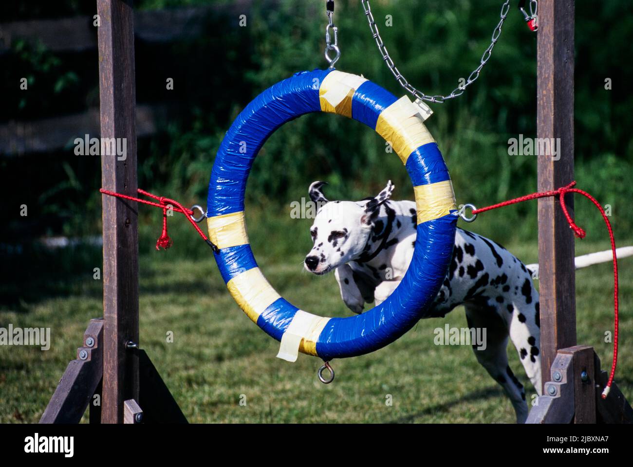 Dog jumps through hoop hi-res stock photography and images - Alamy