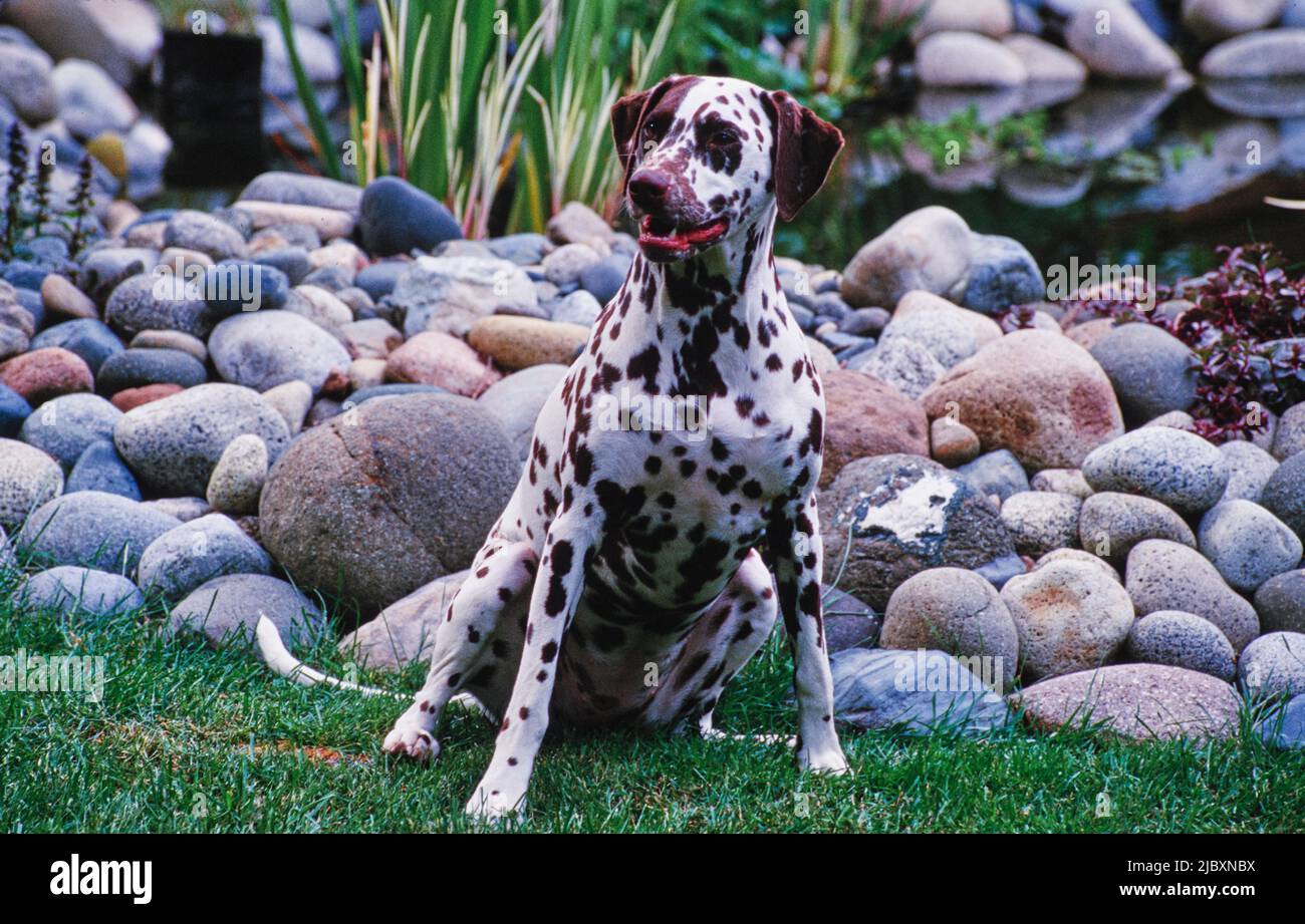Dalmatian sitting in front of a rock garden Stock Photo - Alamy