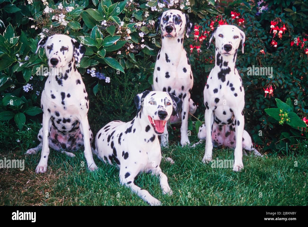 Four dalmatians sitting in a garden Stock Photo - Alamy