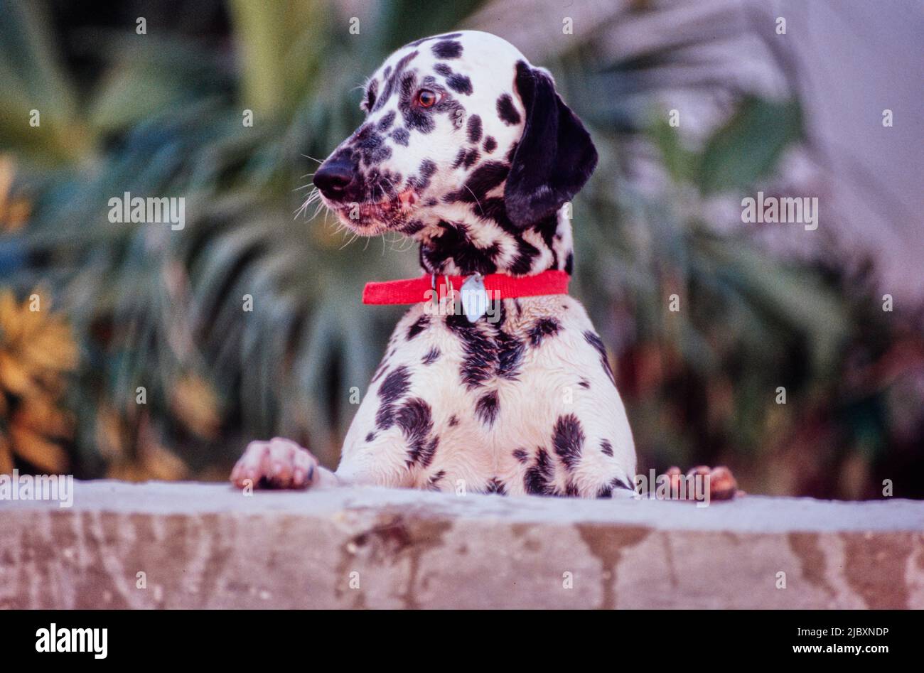 Animal looking over wall hi-res stock photography and images - Alamy
