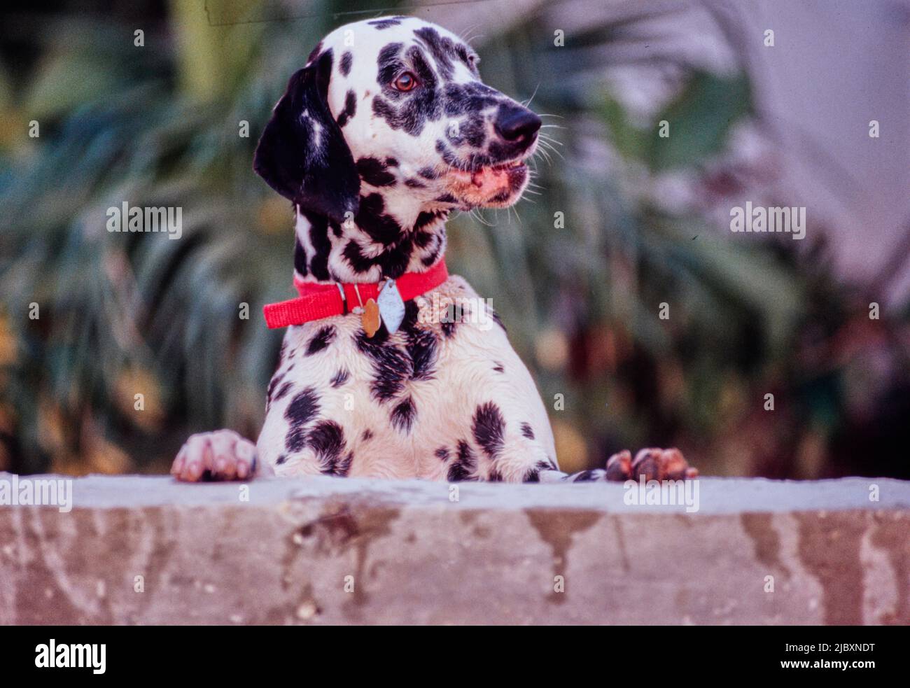 Dalmatian looking over wall with paws up Stock Photo - Alamy