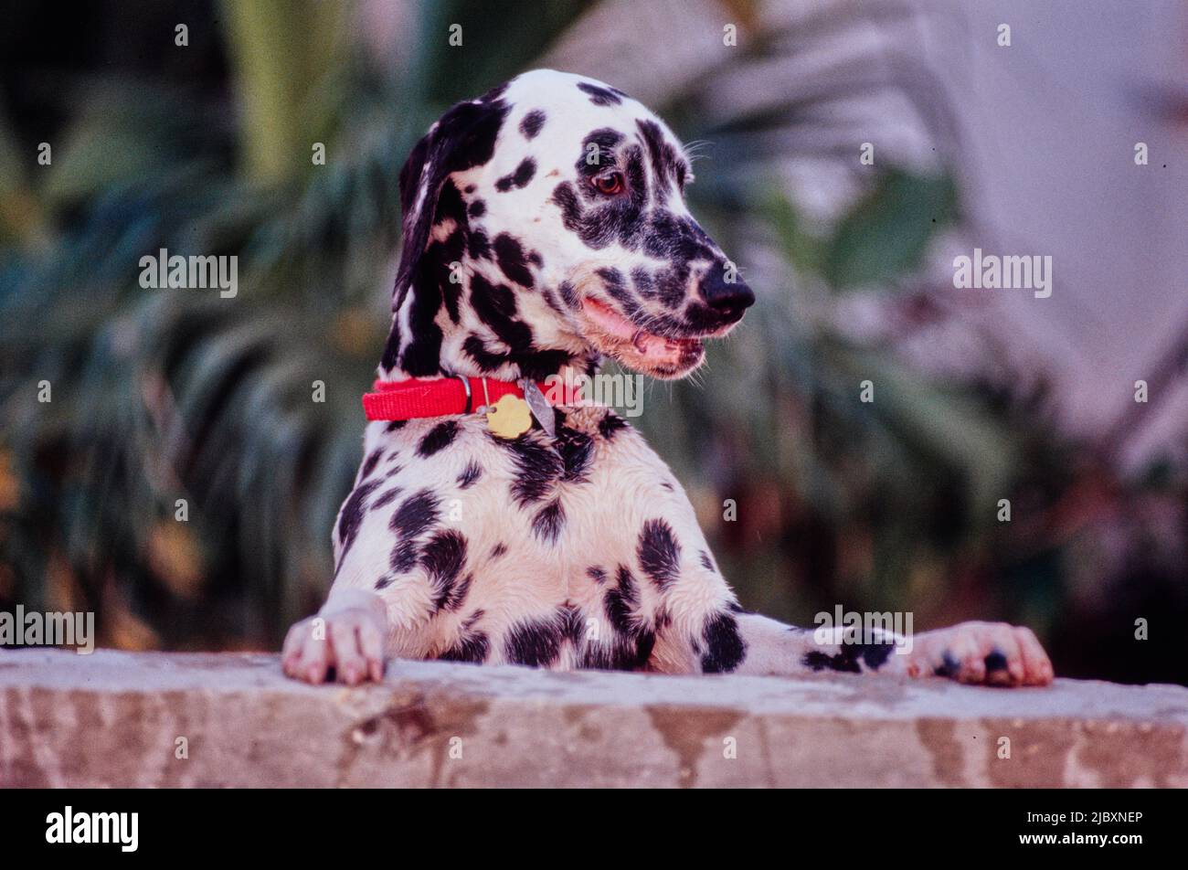Dalmatian looking over wall with paws up Stock Photo - Alamy