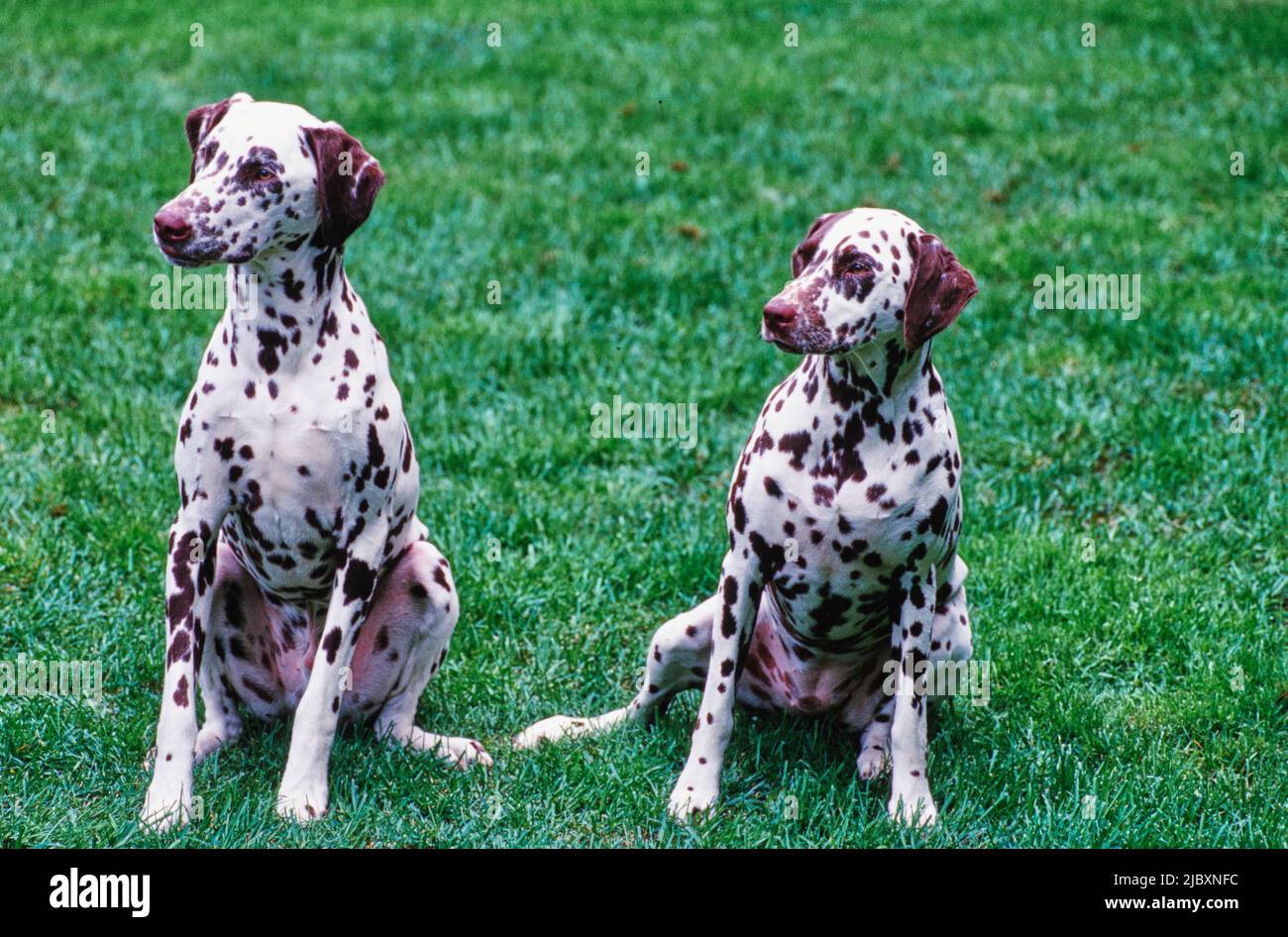 Two dalmatians sitting in grass Stock Photo - Alamy