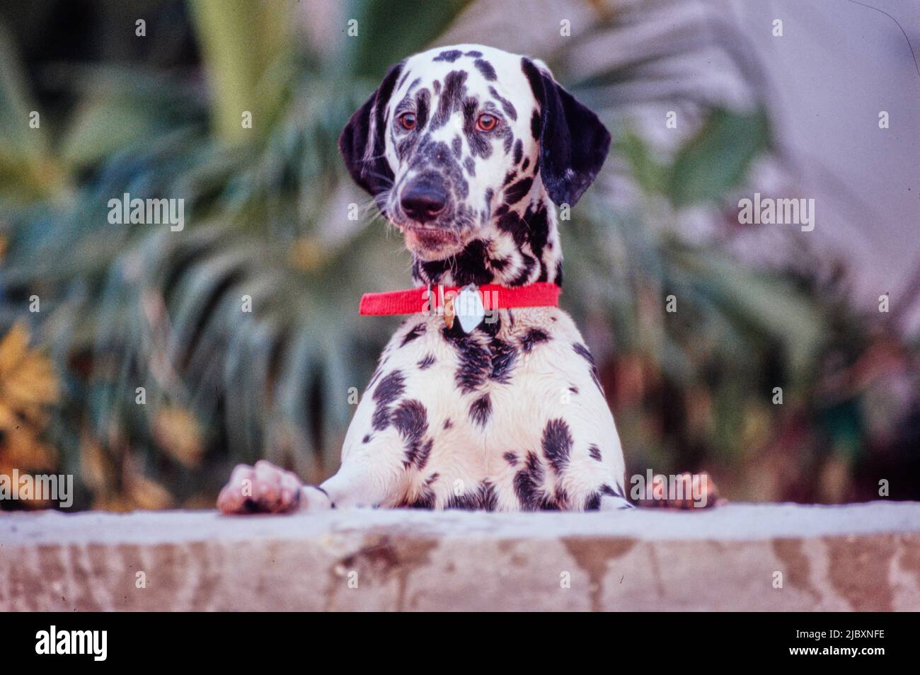 Dalmatian looking over wall with paws up Stock Photo - Alamy