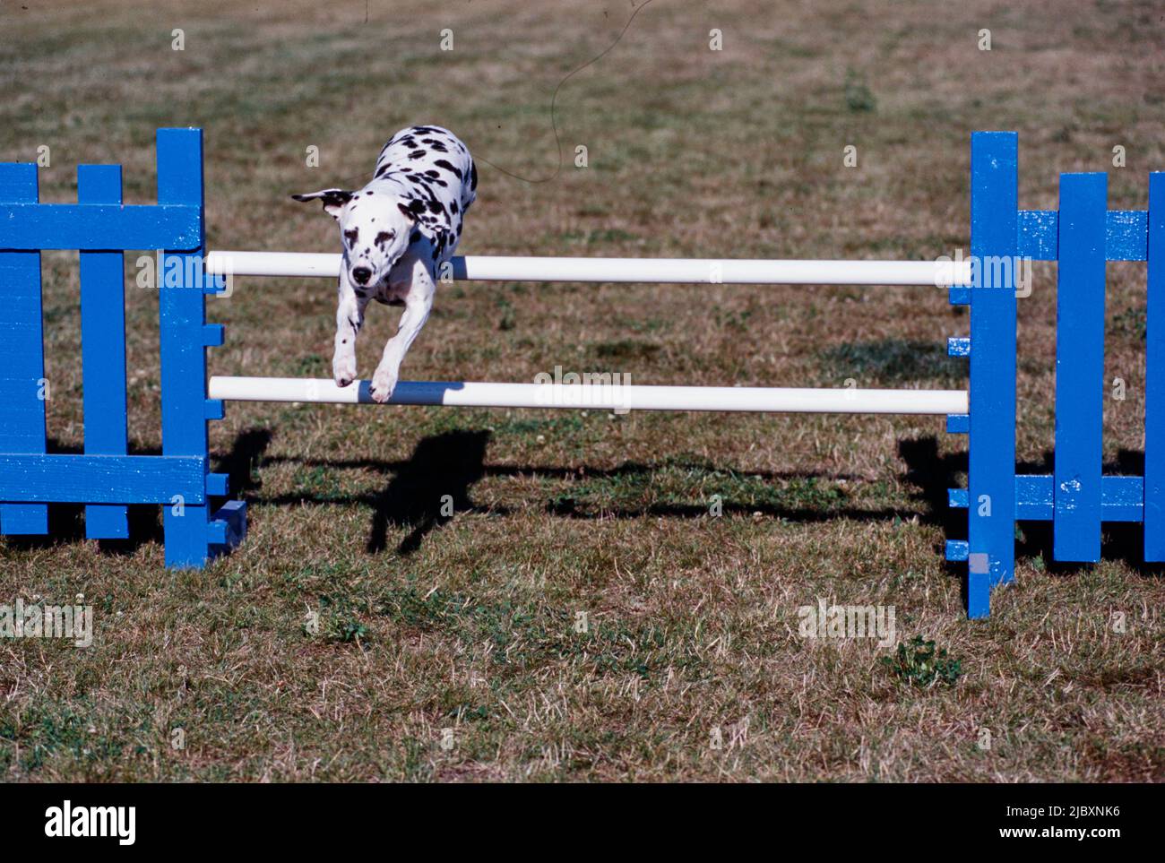 Dog jumping gate hi-res stock photography and images - Alamy