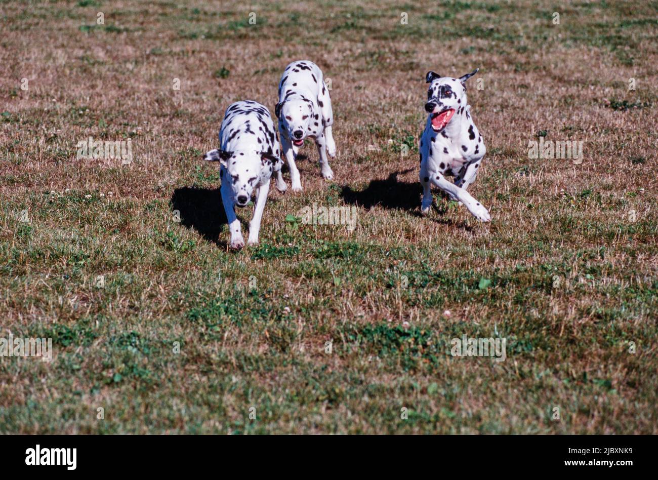 Three dalmatians running in a field Stock Photo - Alamy
