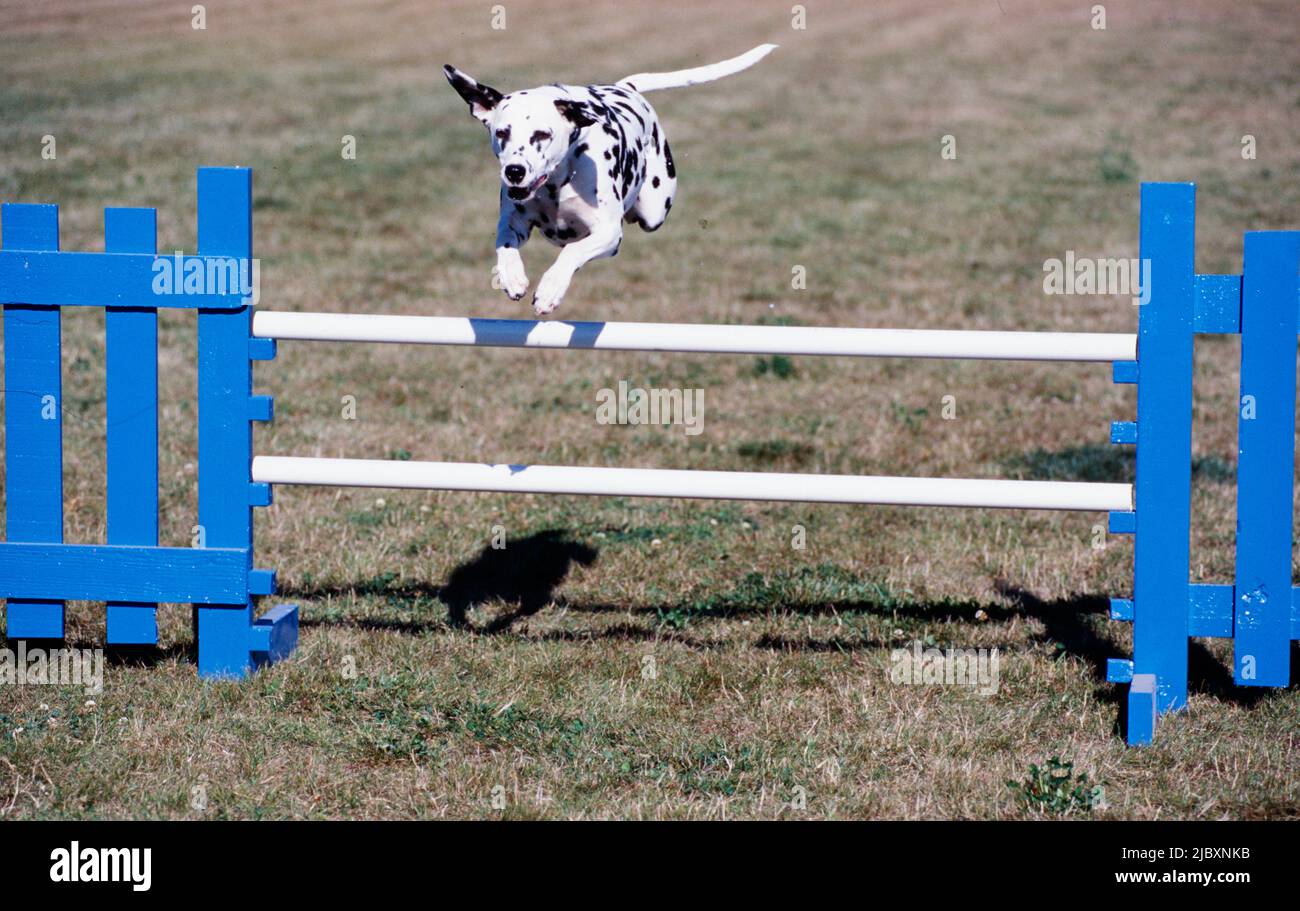 Dog jumping gate hi-res stock photography and images - Alamy