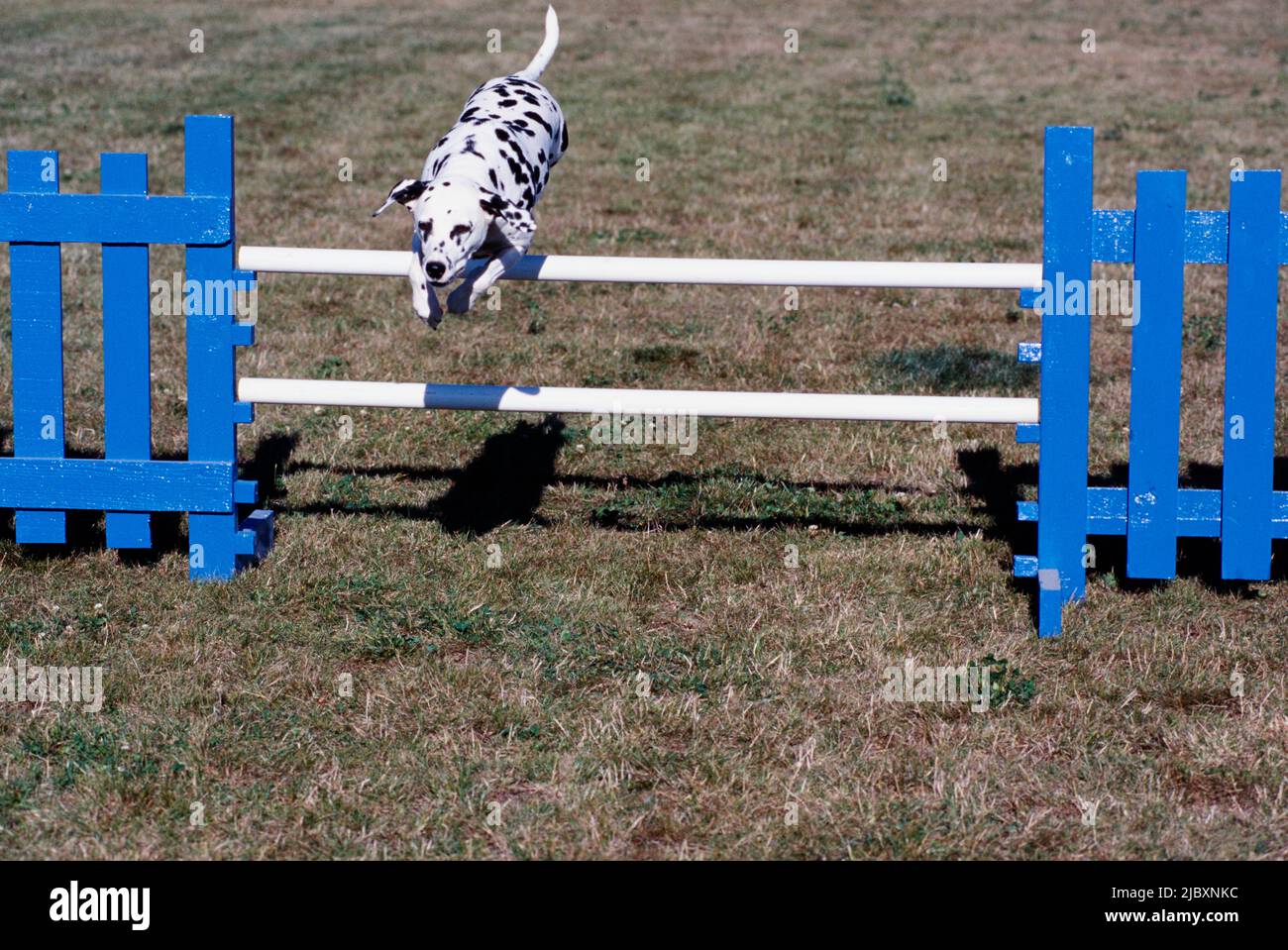 Dalmatian jumping over an obstacle gate Stock Photo - Alamy