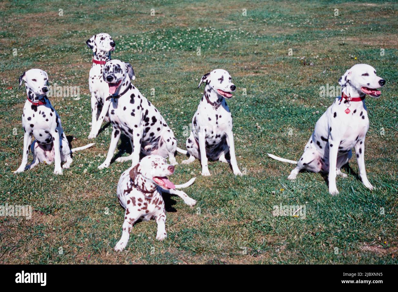 How Many Dalmatians Are There