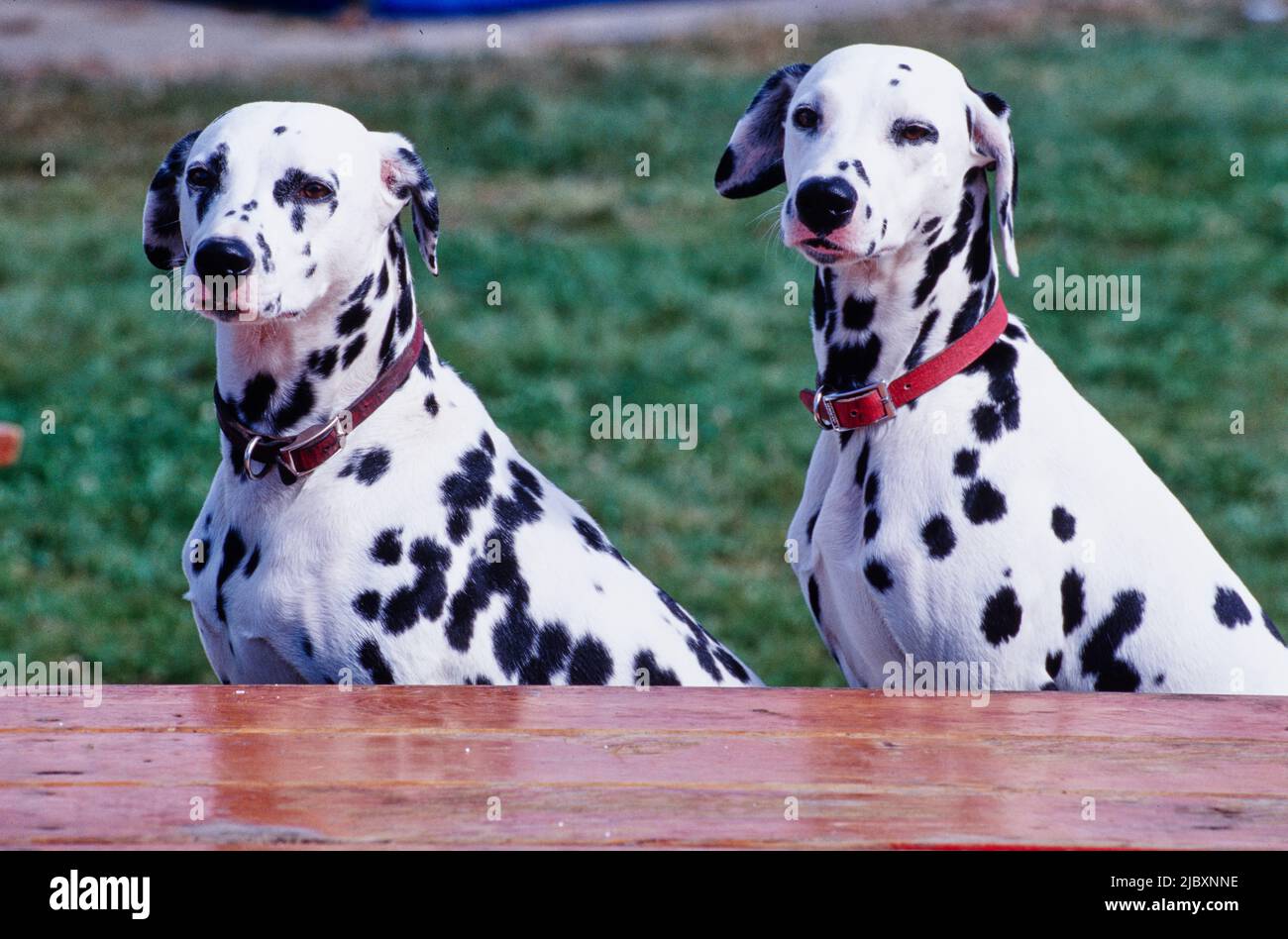 Two dalmatians sitting in front of a table Stock Photo - Alamy