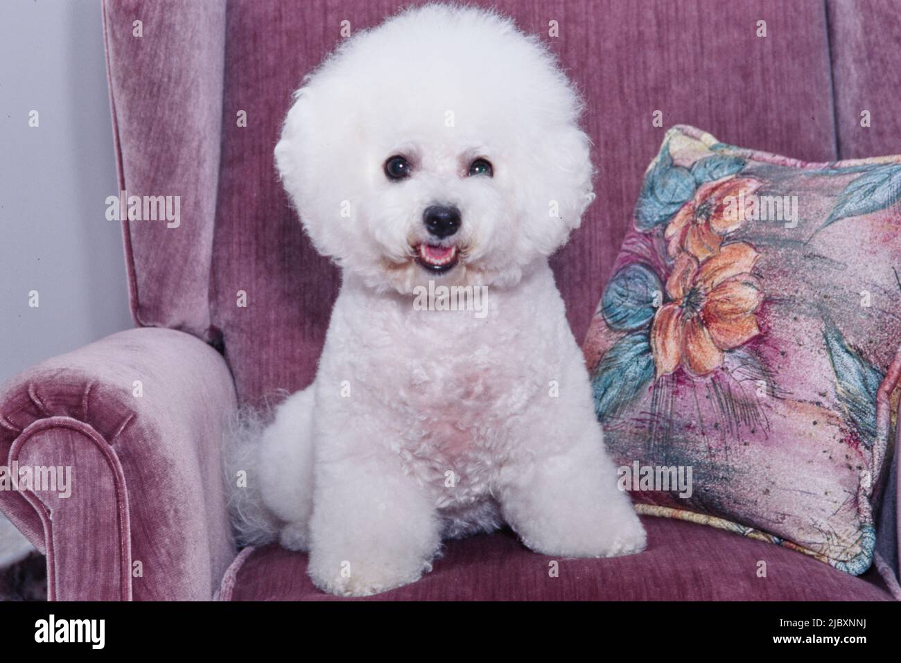 Bichon frise sitting on pink chair Stock Photo - Alamy