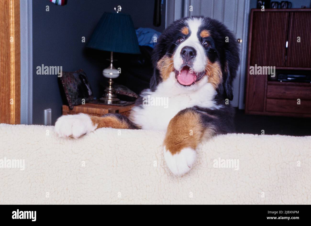 Bernese mountain dog puppy with paws over the back of a fuzzy surface ...