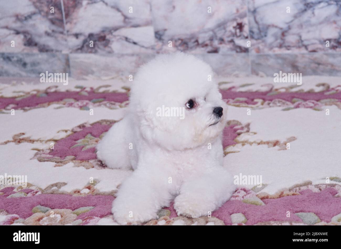 Bichon frise laying on patterned rug Stock Photo - Alamy