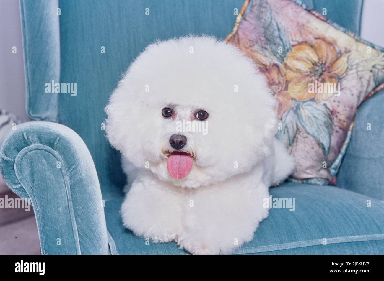 Bichon frise sitting on blue chair Stock Photo - Alamy