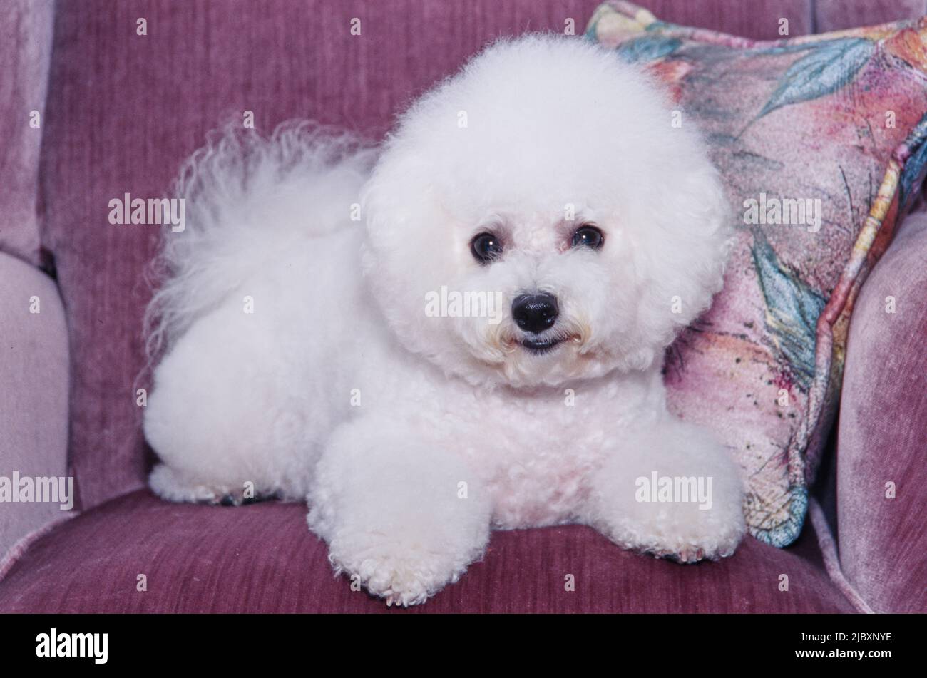 Pink companion hi-res stock photography and images - Alamy