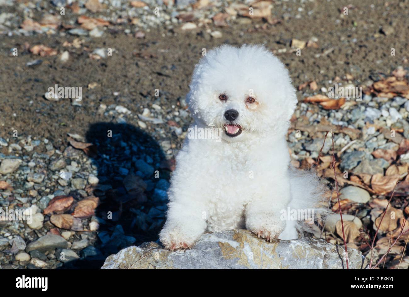 Bichon frise sitting up with his paws on a rock Stock Photo - Alamy