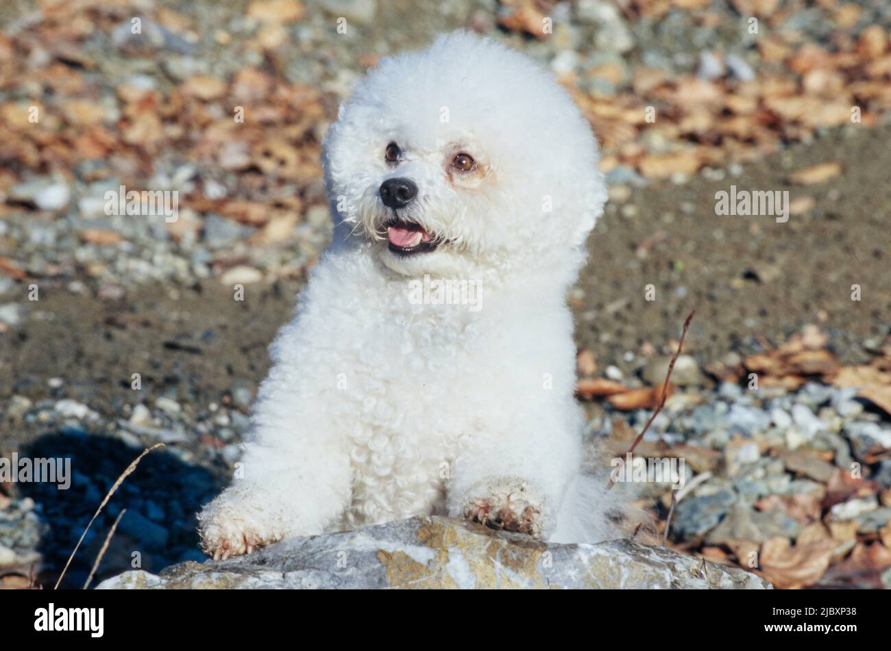 Bichon frise sitting up with his paws on a rock Stock Photo - Alamy