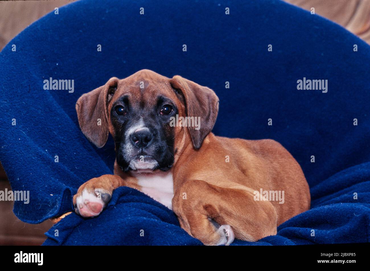 Boxer sitting on chair hi-res stock photography and images - Alamy