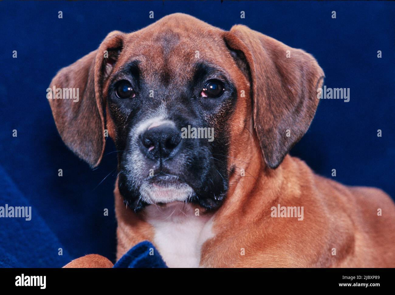 Boxer sitting on chair hi-res stock photography and images - Alamy